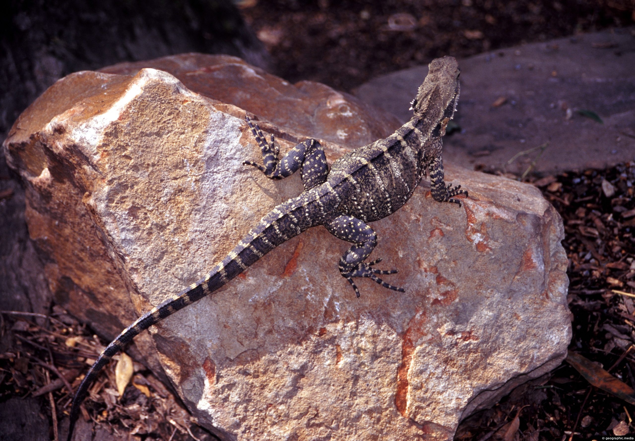 Australian Water Dragon - Geographic Media
