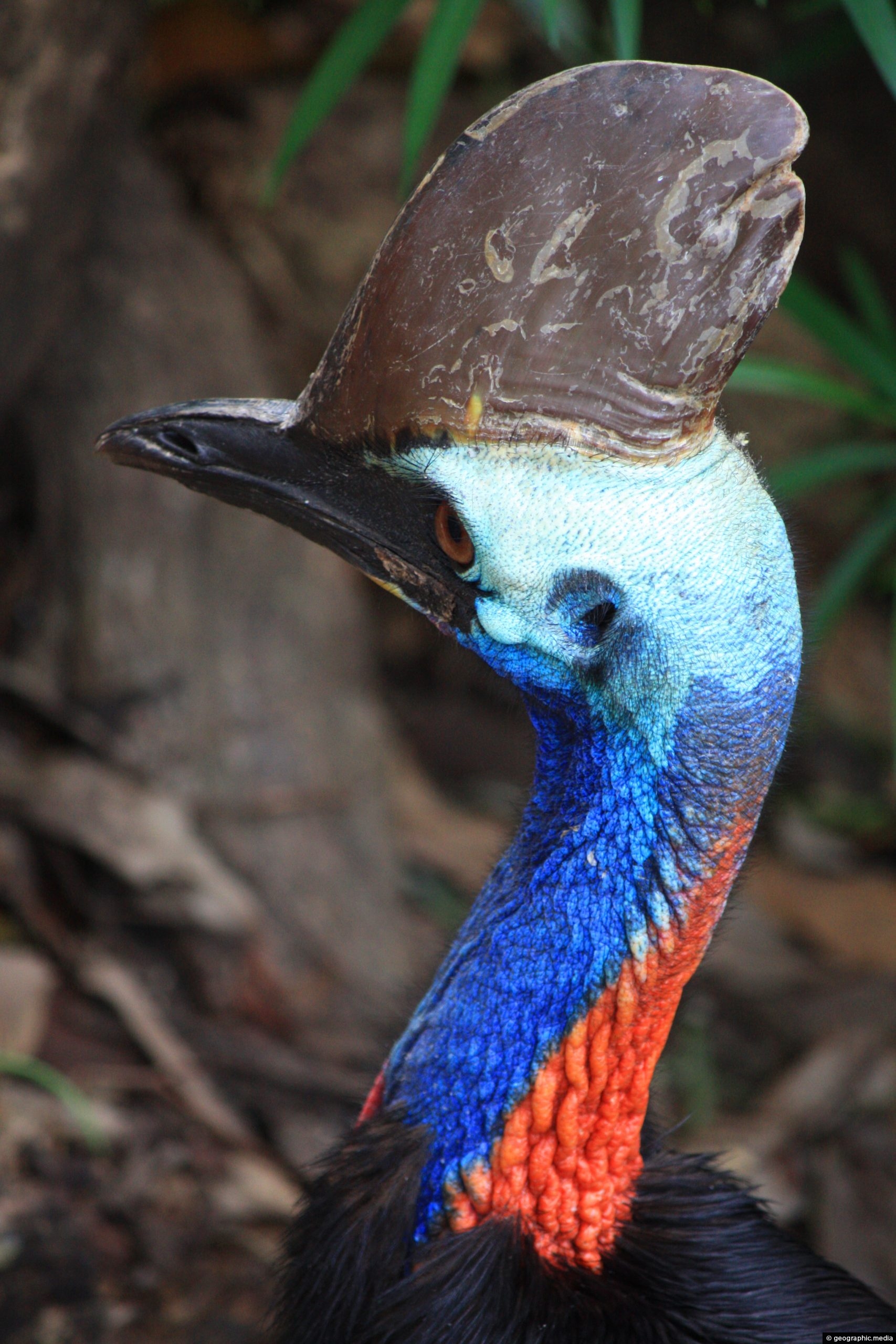 Southern Cassowary Casque - Geographic Media