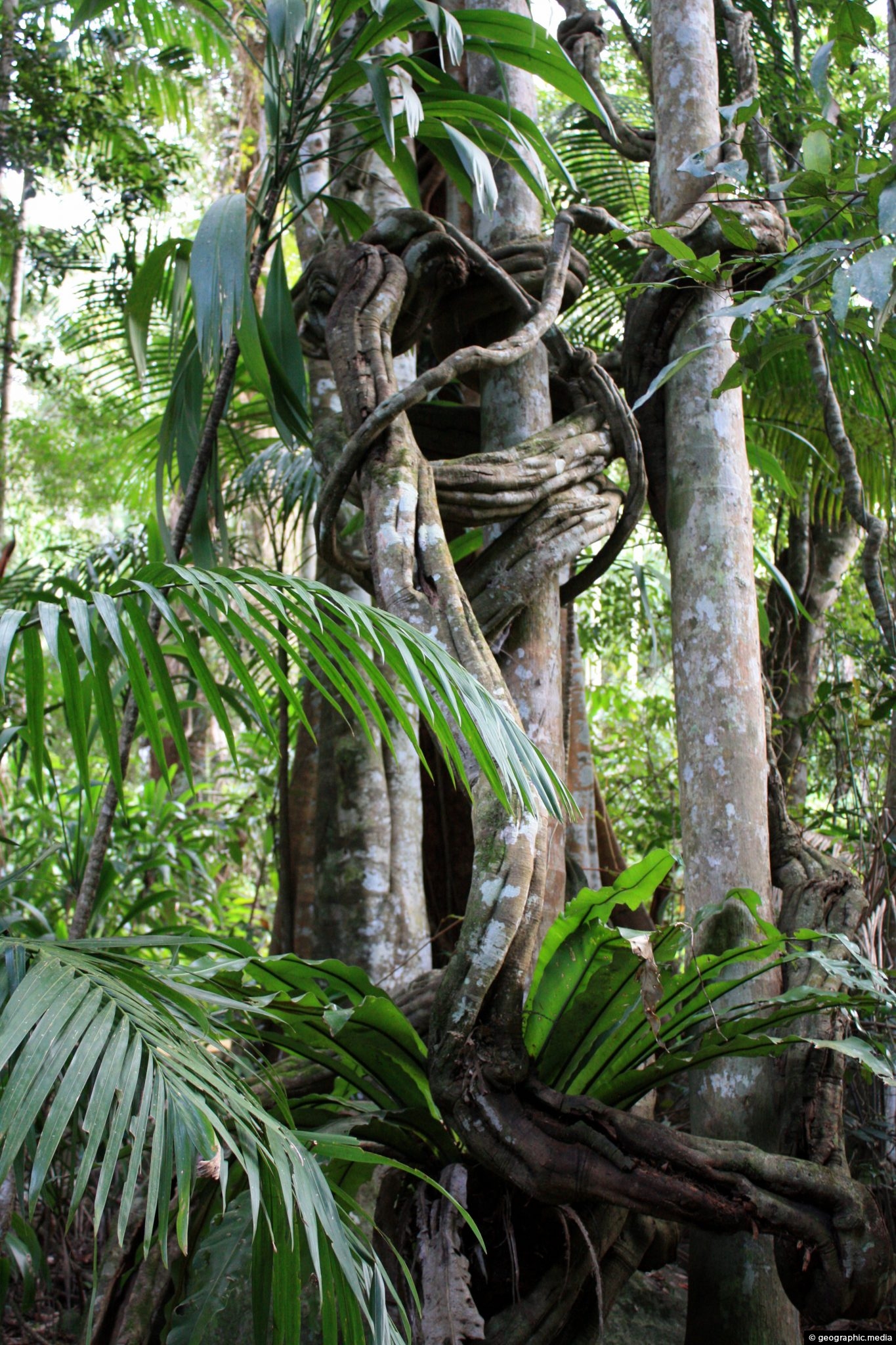 Gondwana Rainforest - Geographic Media