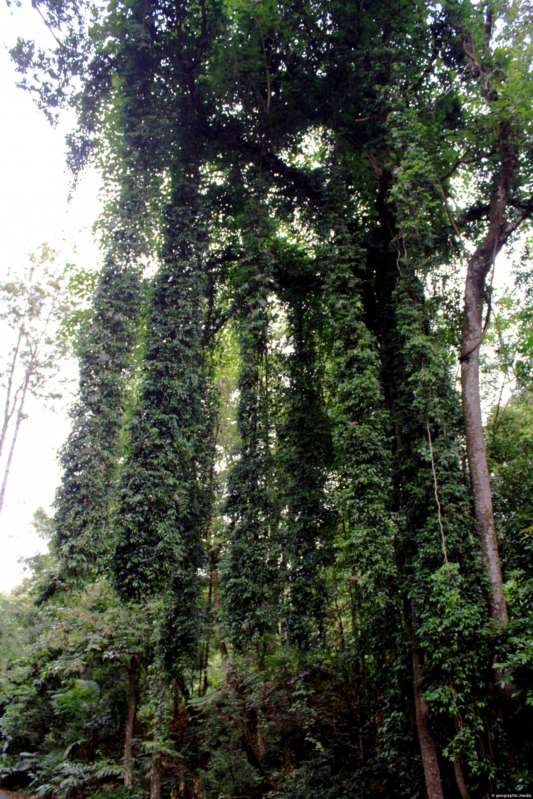 Aerial Root System - Geographic Media