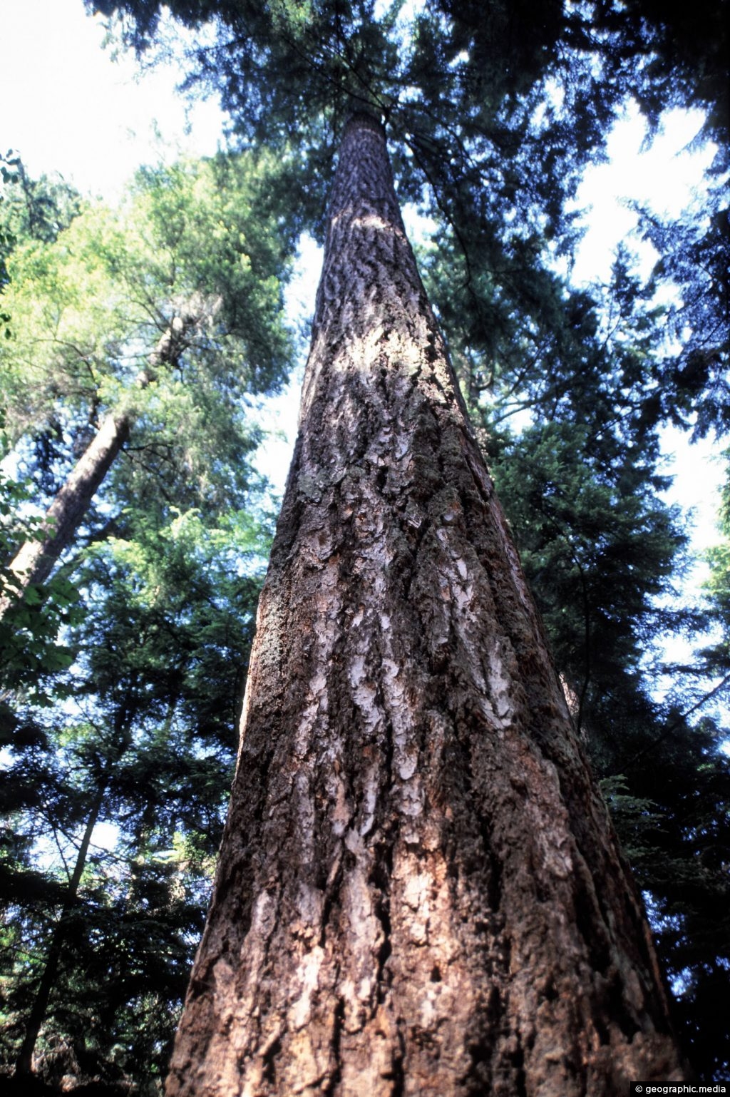 Douglas Fir Trunk in British Columbia - Geographic Media