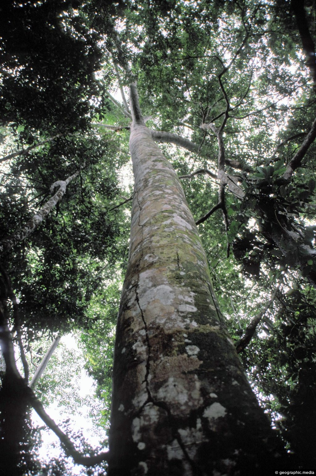 Emergent in the Amazon Rainforest - Geographic Media