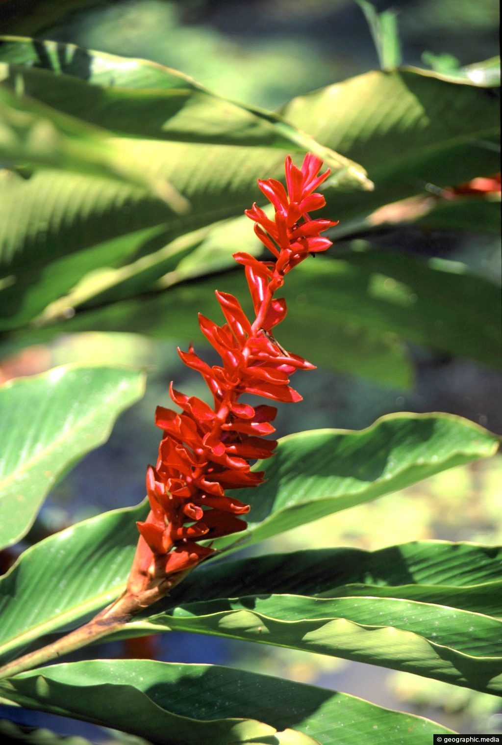 Red Flower in the Amazon - Geographic Media