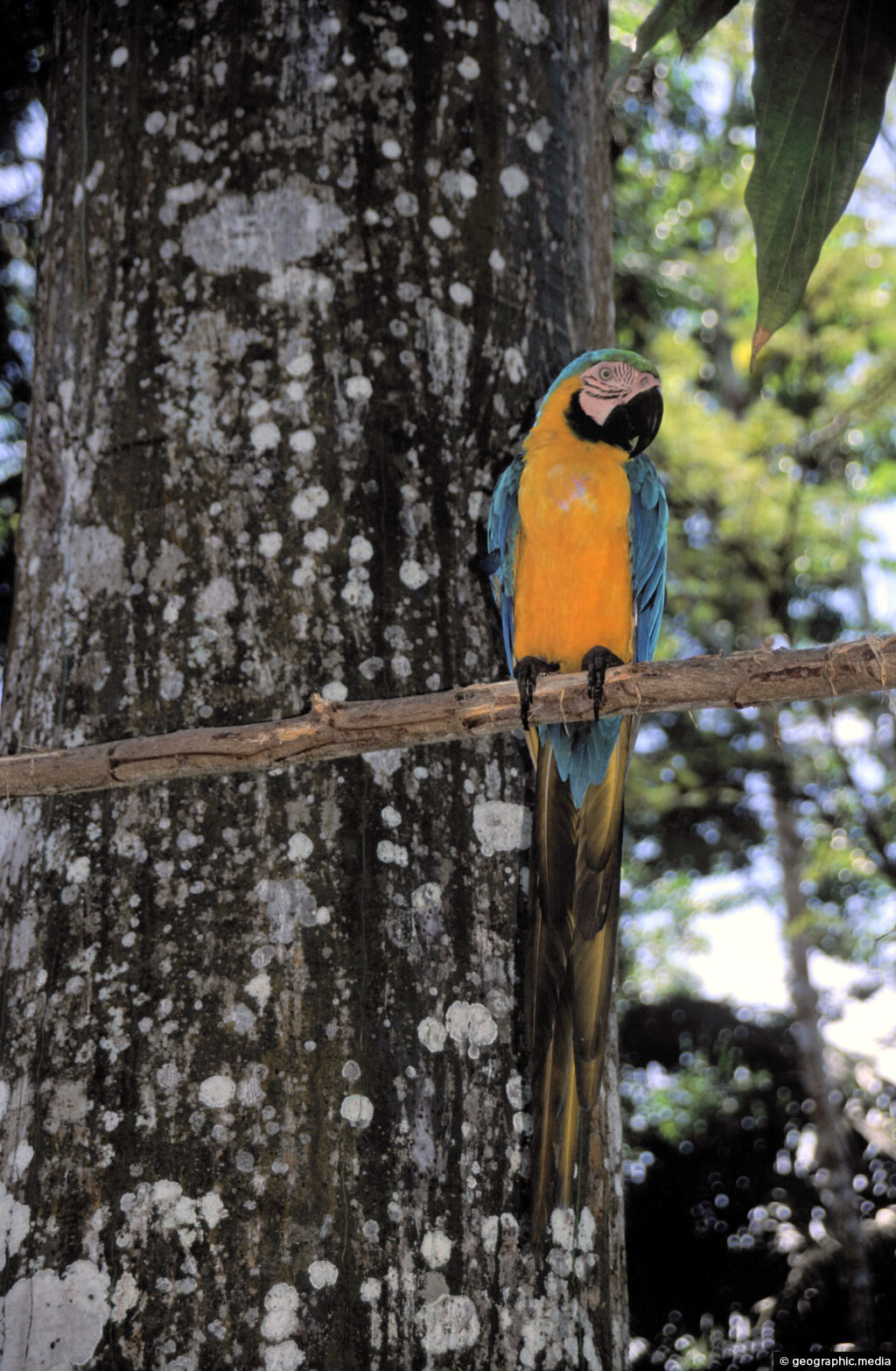 Blue and Gold Macaw - Geographic Media