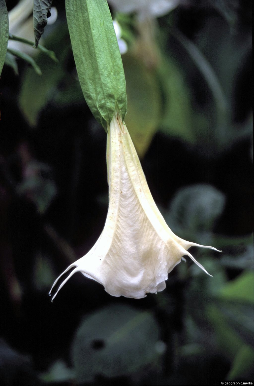 Flower from the Amazon - Geographic Media
