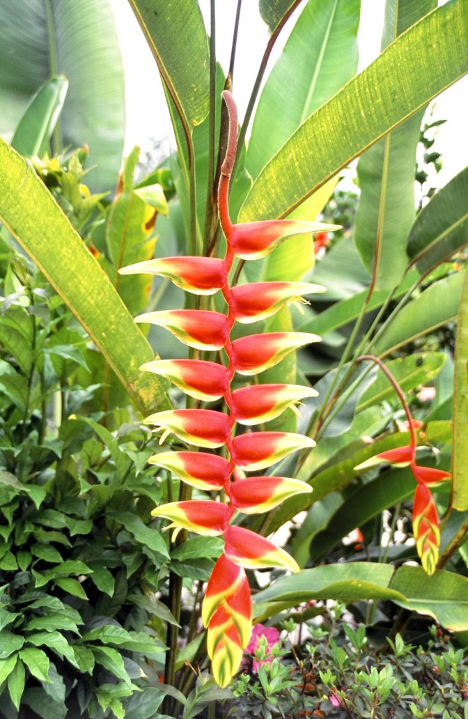 Plant with Huge Leaves - Geographic Media