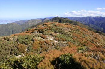 Alpine Vegetation Remutaka - Geographic Media