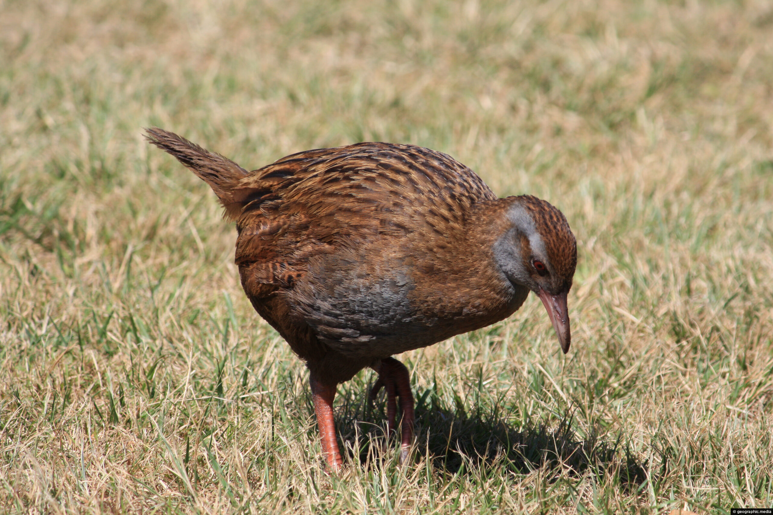 Weka - Geographic Media