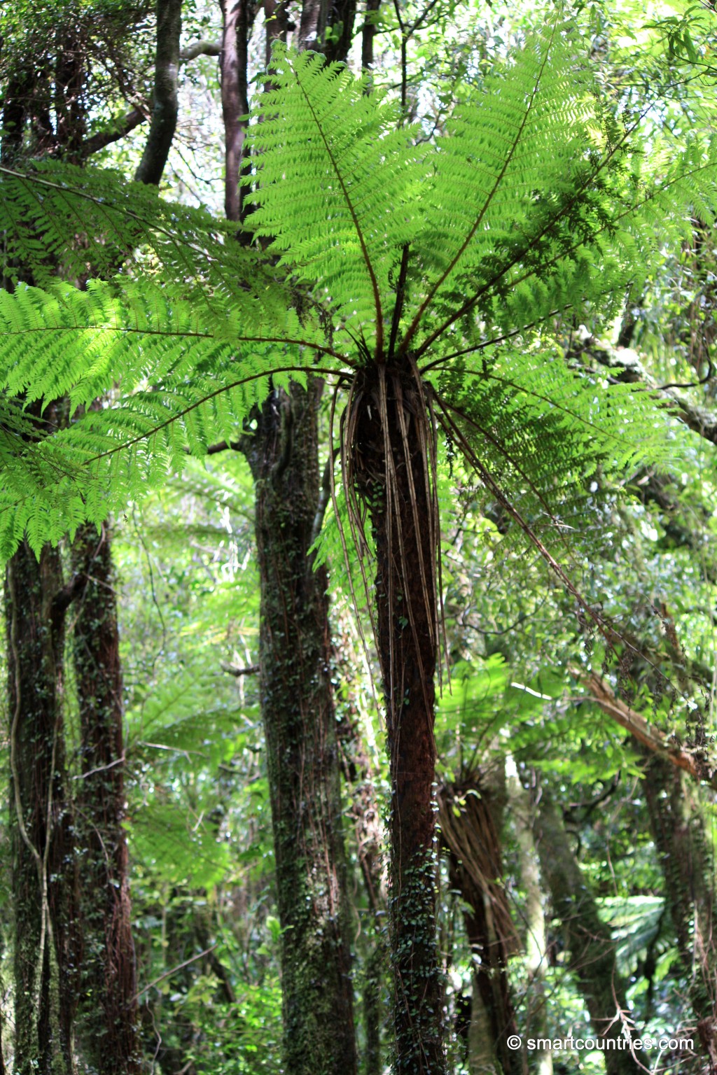 Black Ferns Kapiti - Geographic Media