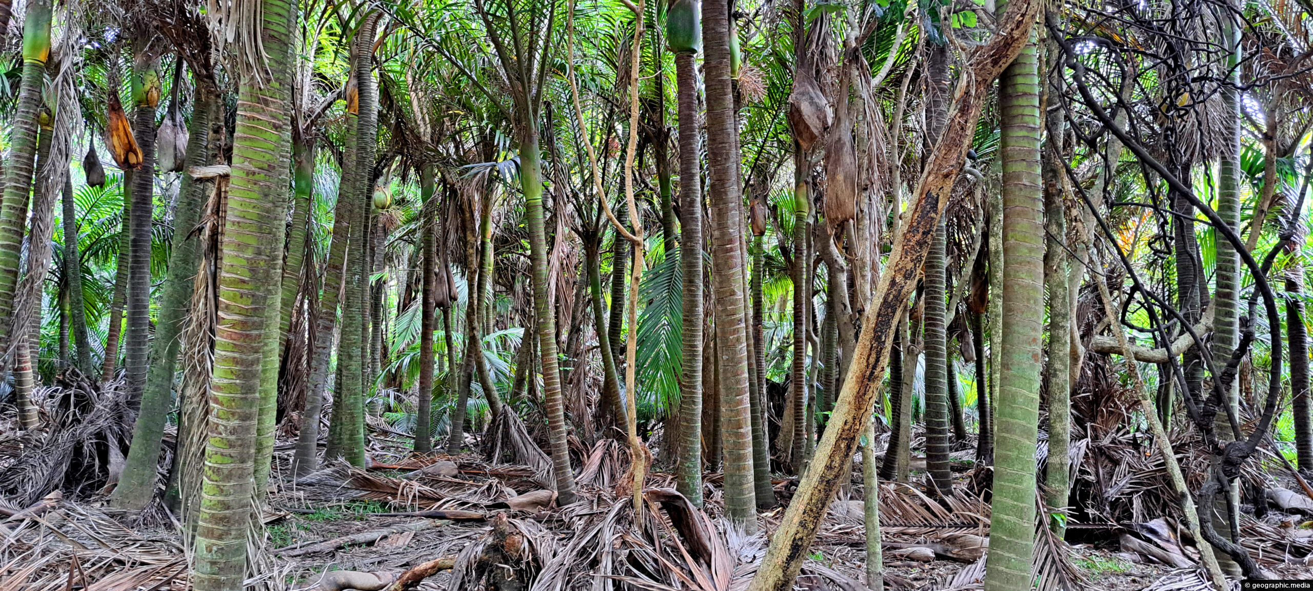 Nikau Palm Forest - Geographic Media