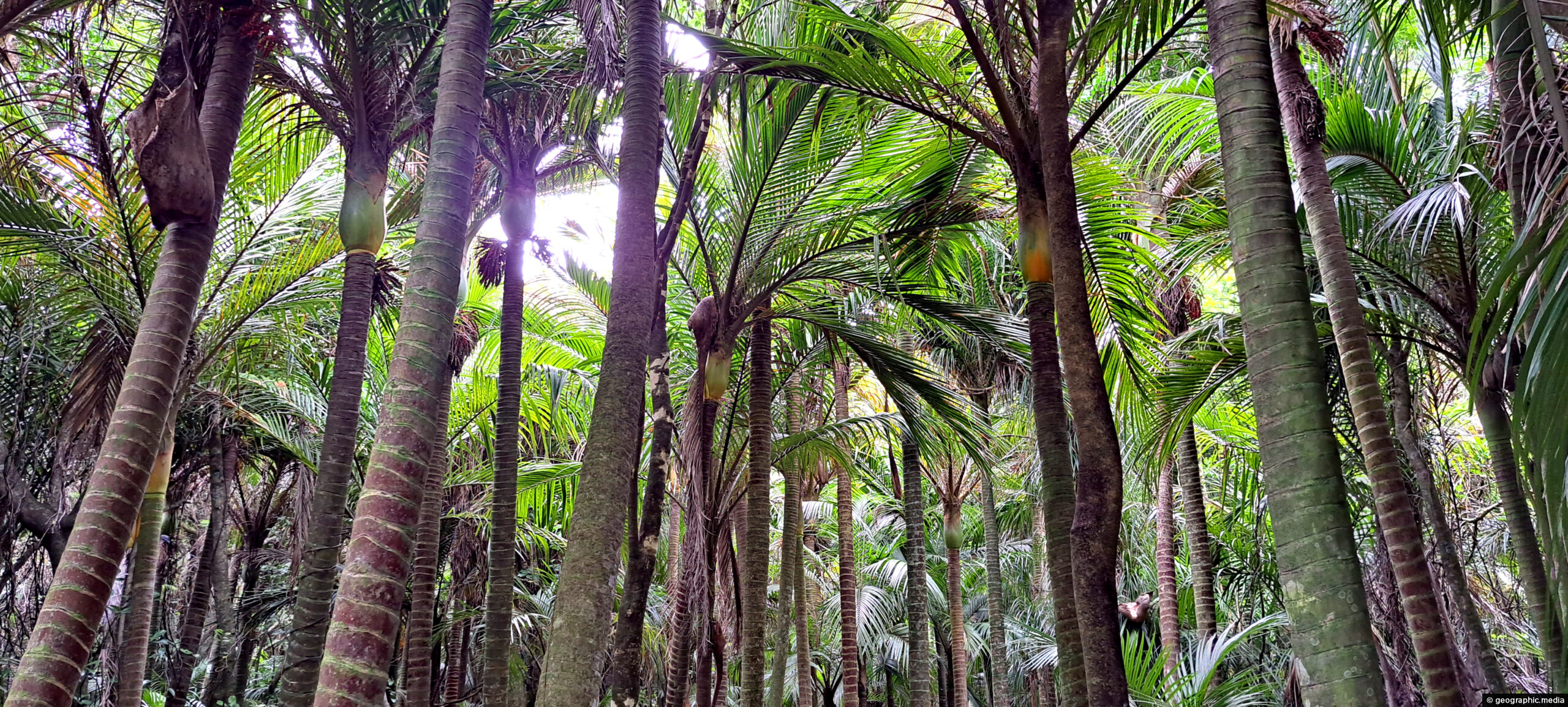 Nikau Palms - Geographic Media