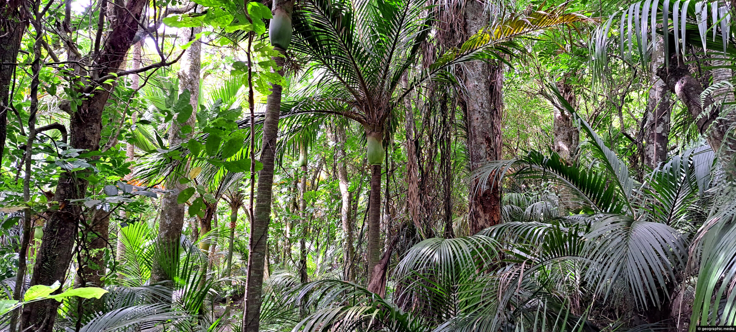 Nikau Palms Rainforest - Geographic Media