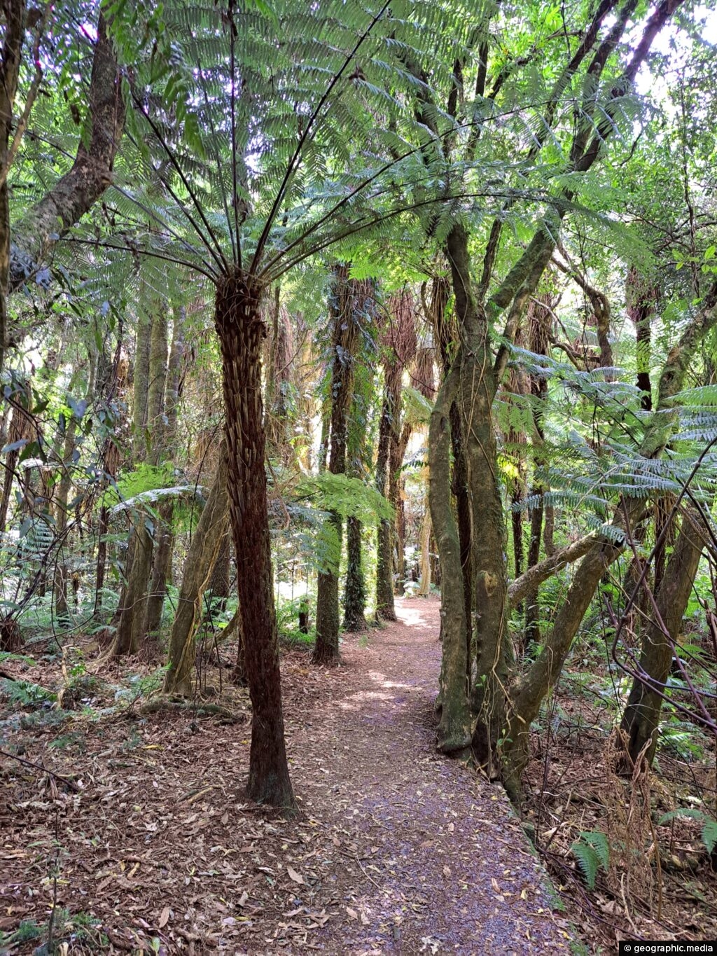 Fern Forest in Kaitoke - Geographic Media