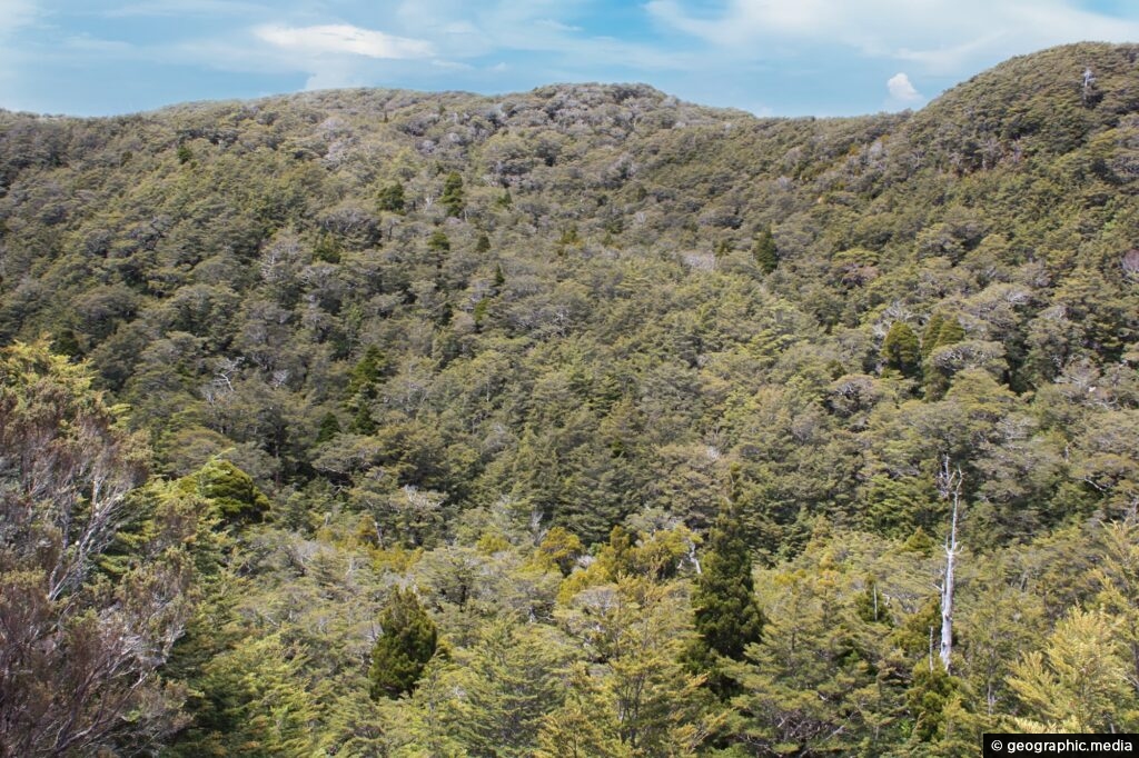 Native Forest on Ruapehu - Geographic Media