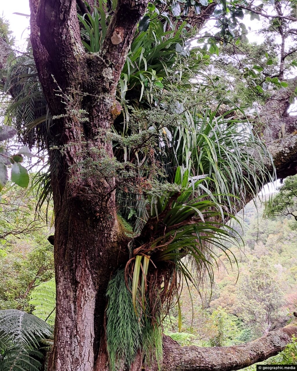 Large Tree with Epiphytes - Geographic Media