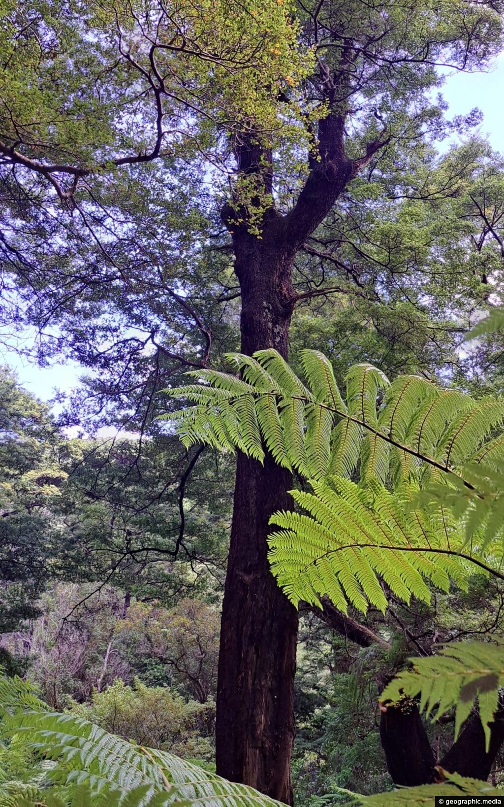 Forest on the Five Mile Track - Geographic Media