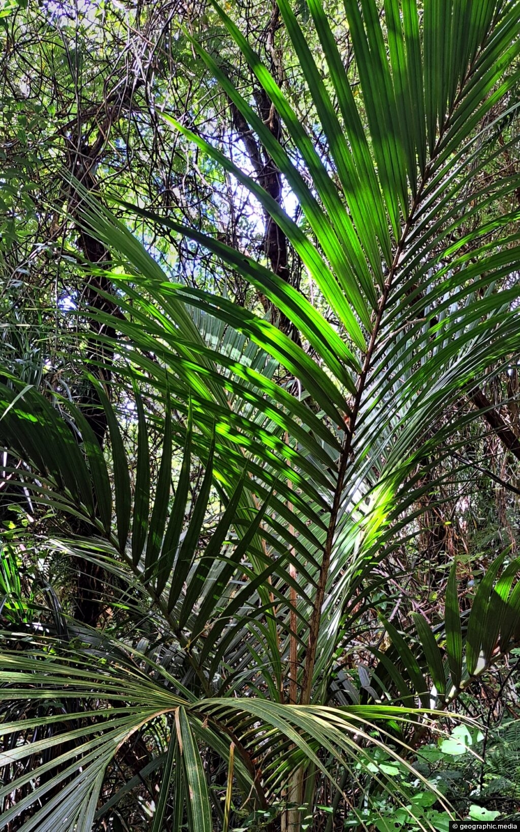 Young Nikau Palm - Geographic Media