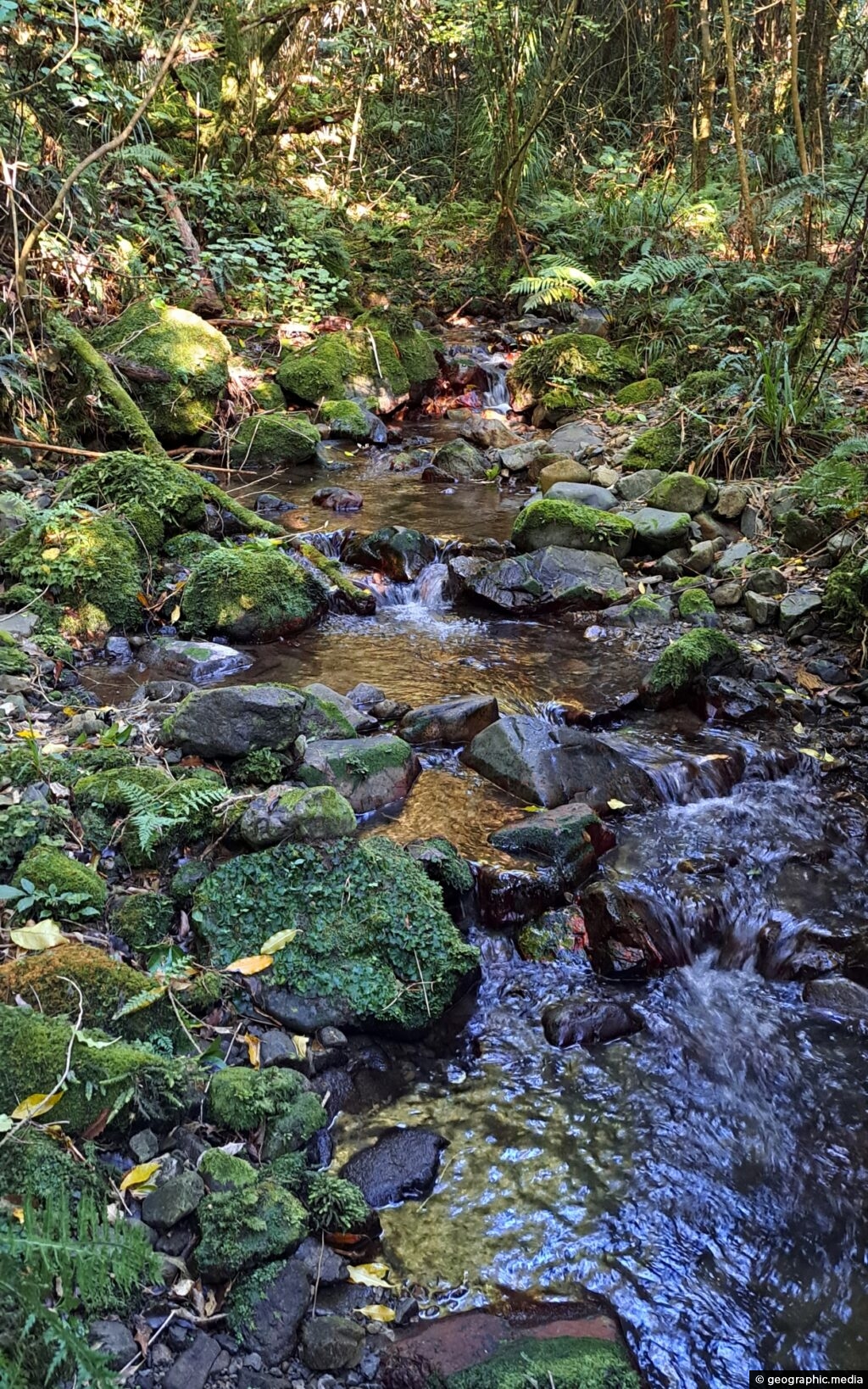 Nikau Creek in Wainuiomata - Geographic Media